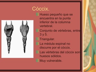 Cintura pélvica y miembro inferior | PPT