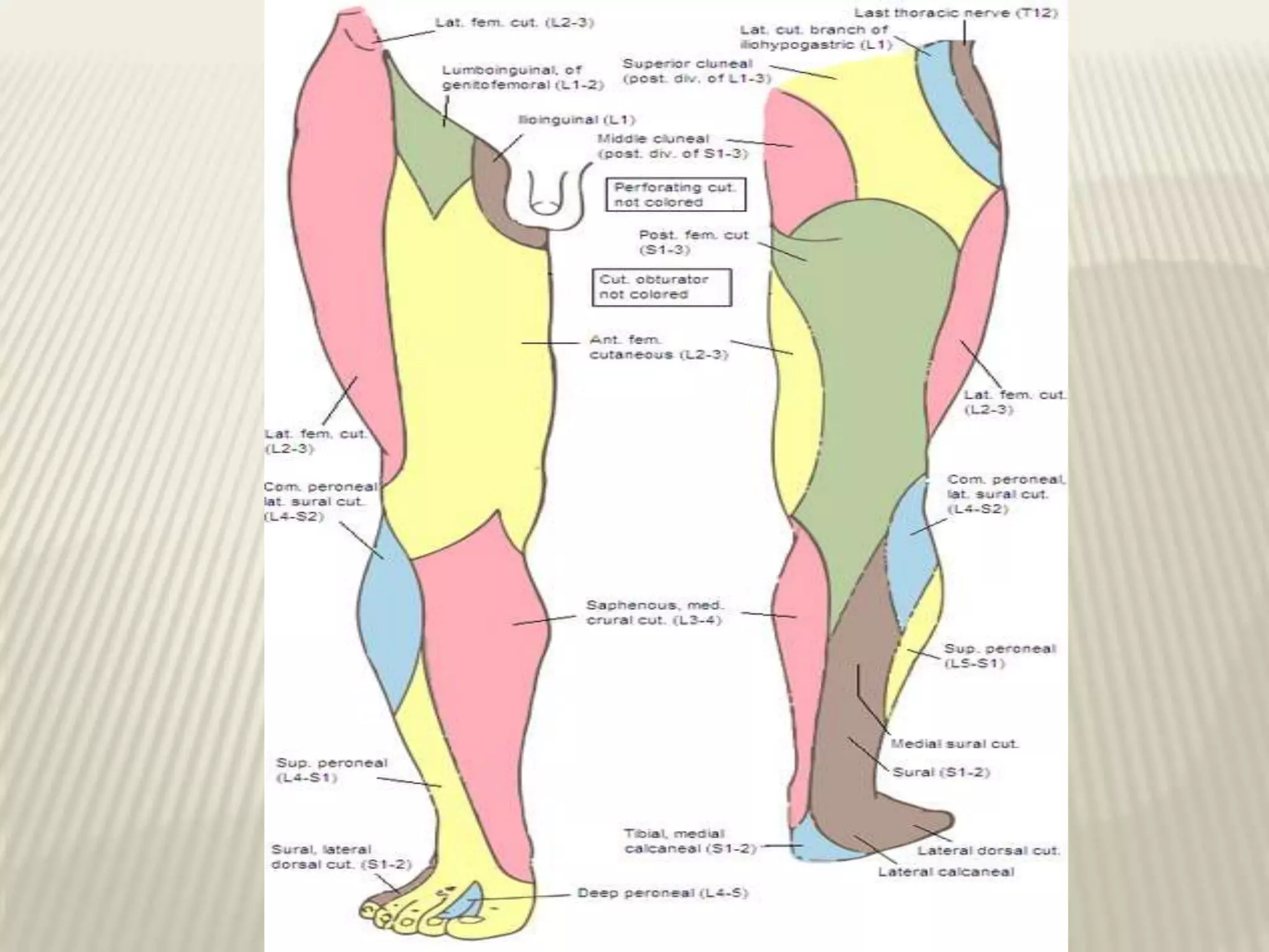 Cutaneous innervation of lower limb | PPTX