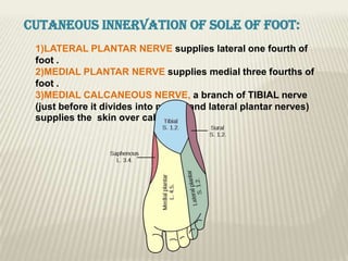 Cutaneous innervation of lower limb | PPTX