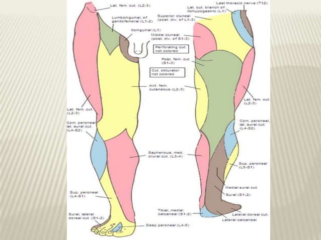 Cutaneous Innervation Of Lower Limb