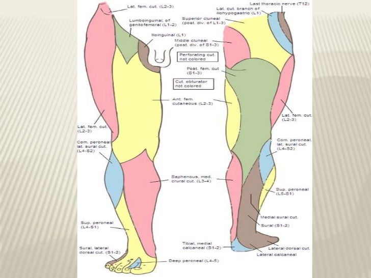 Cutaneous innervation of lower limb