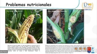 CIPAS1. Nutrición vegetal UNAD. Sep. 18 de 2023.pptx