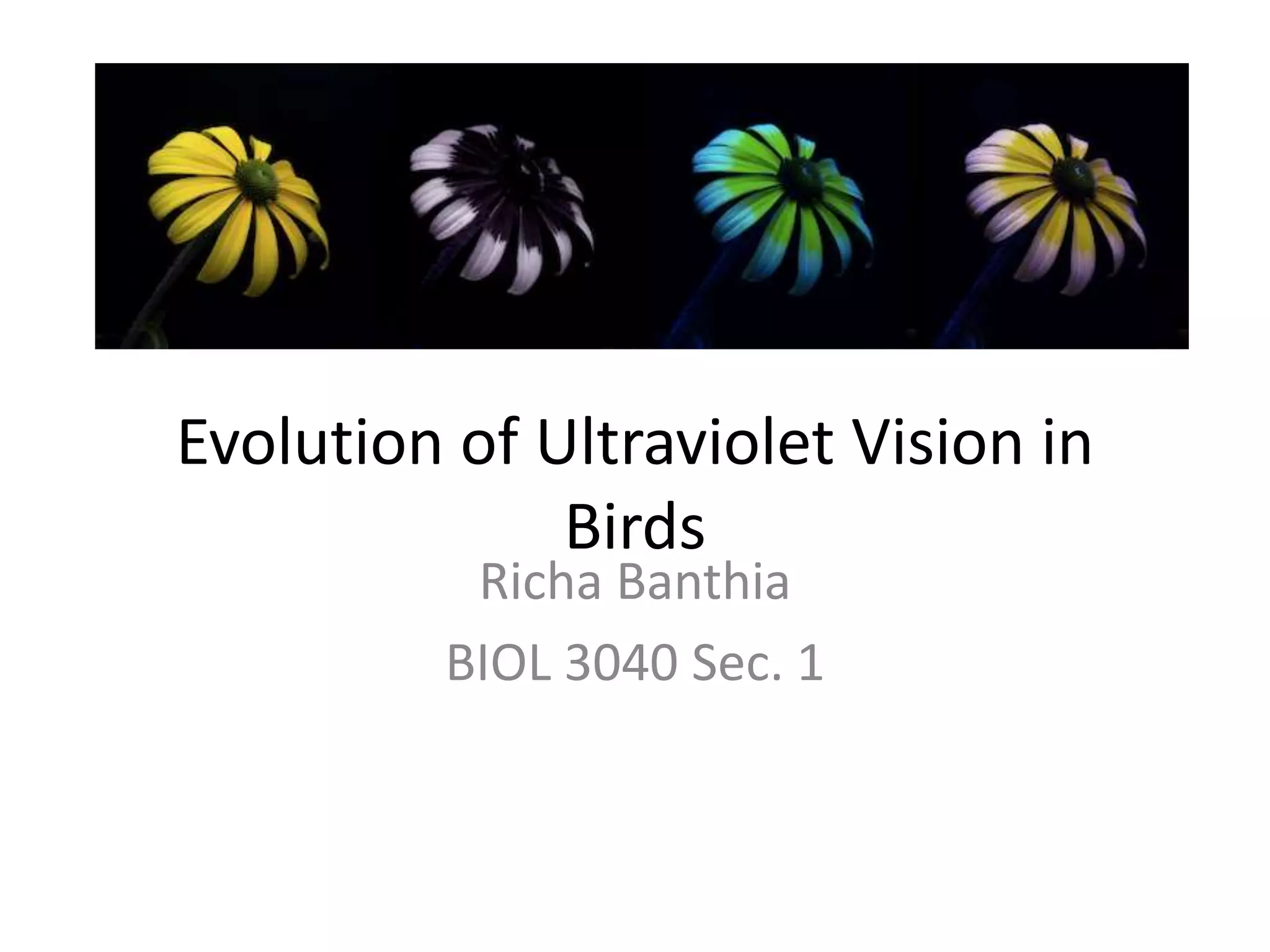 Evolution of Ultraviolet Vision in Birds | PPTX