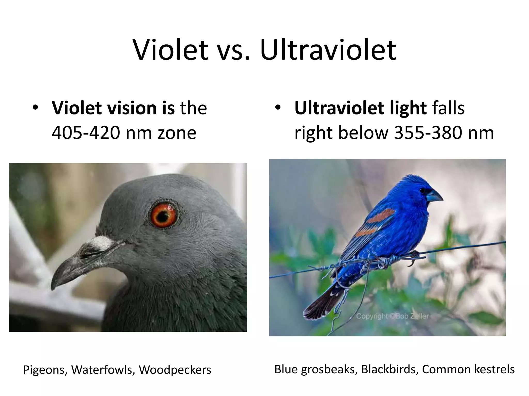 Evolution of Ultraviolet Vision in Birds | PPTX