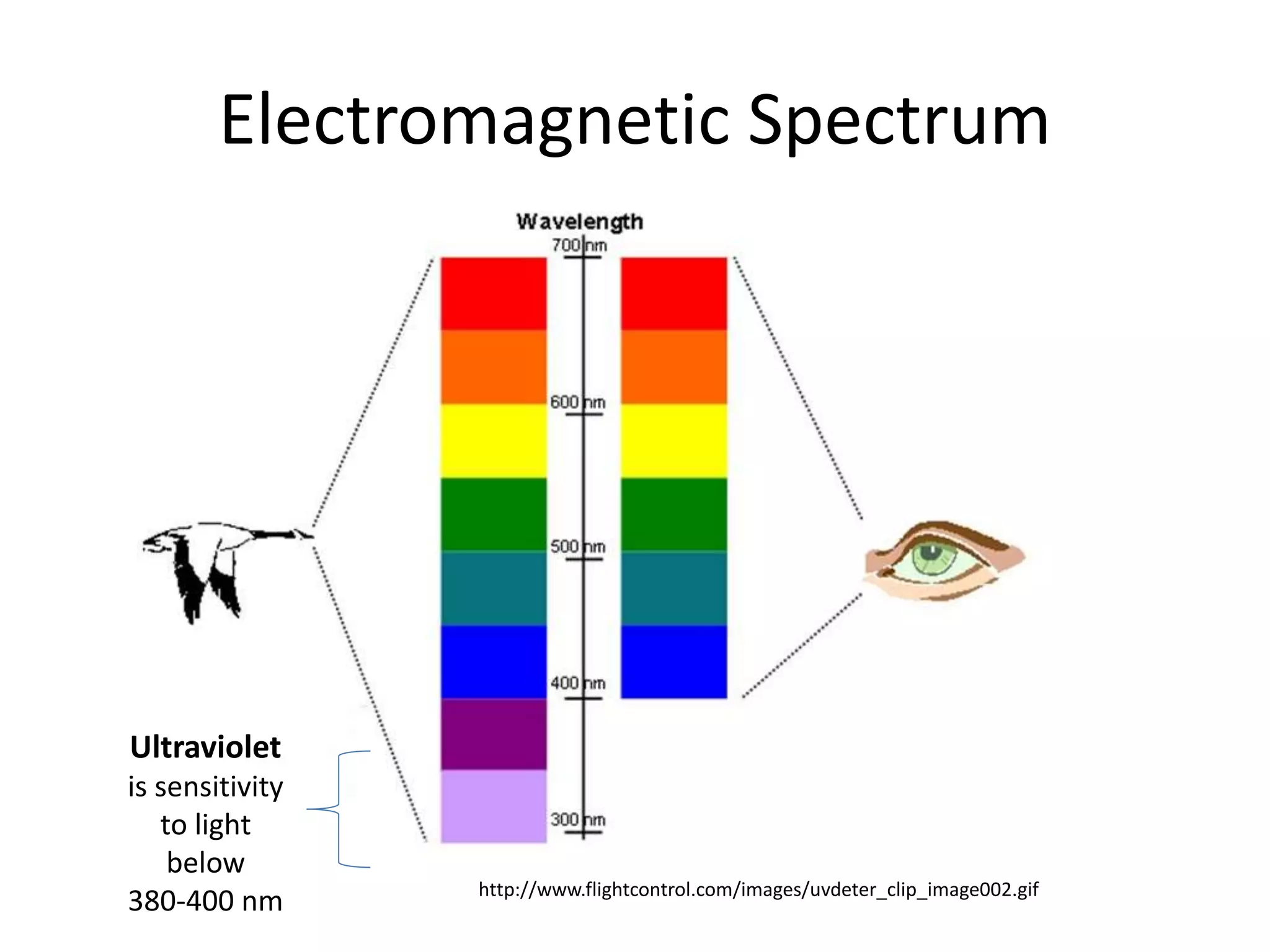 Evolution of Ultraviolet Vision in Birds | PPTX