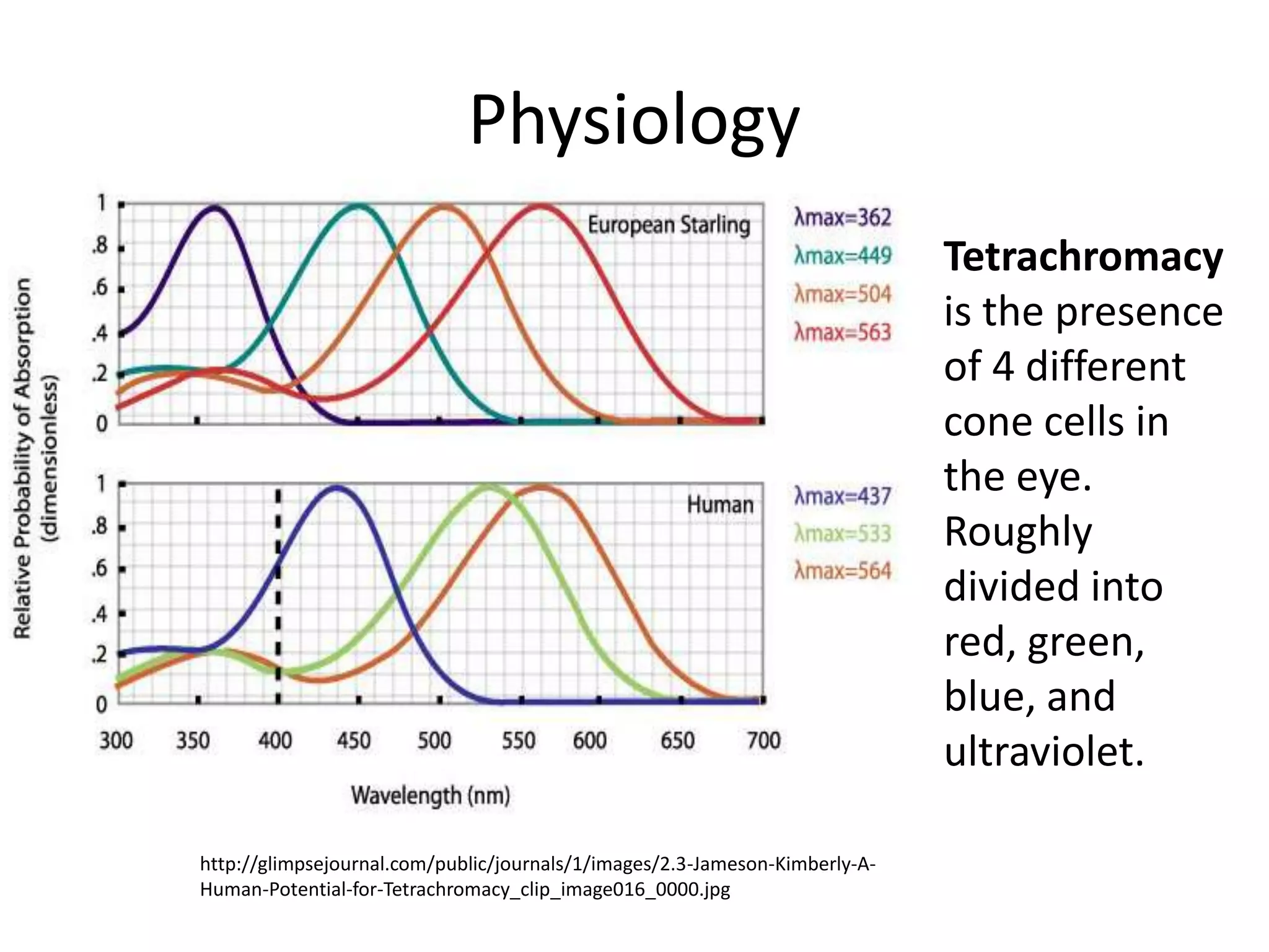 Evolution of Ultraviolet Vision in Birds | PPTX