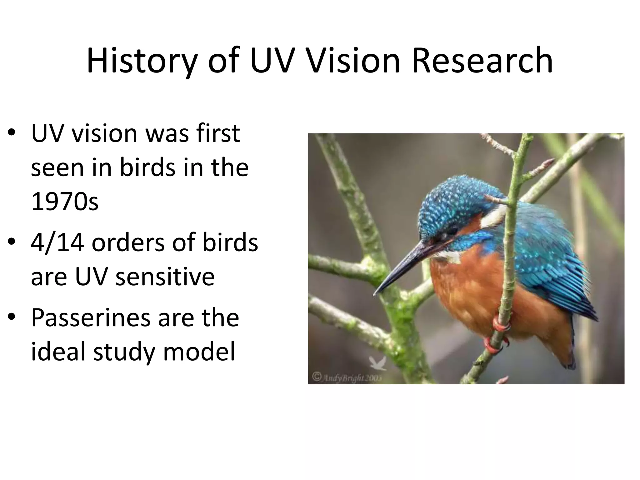 Evolution of Ultraviolet Vision in Birds | PPTX