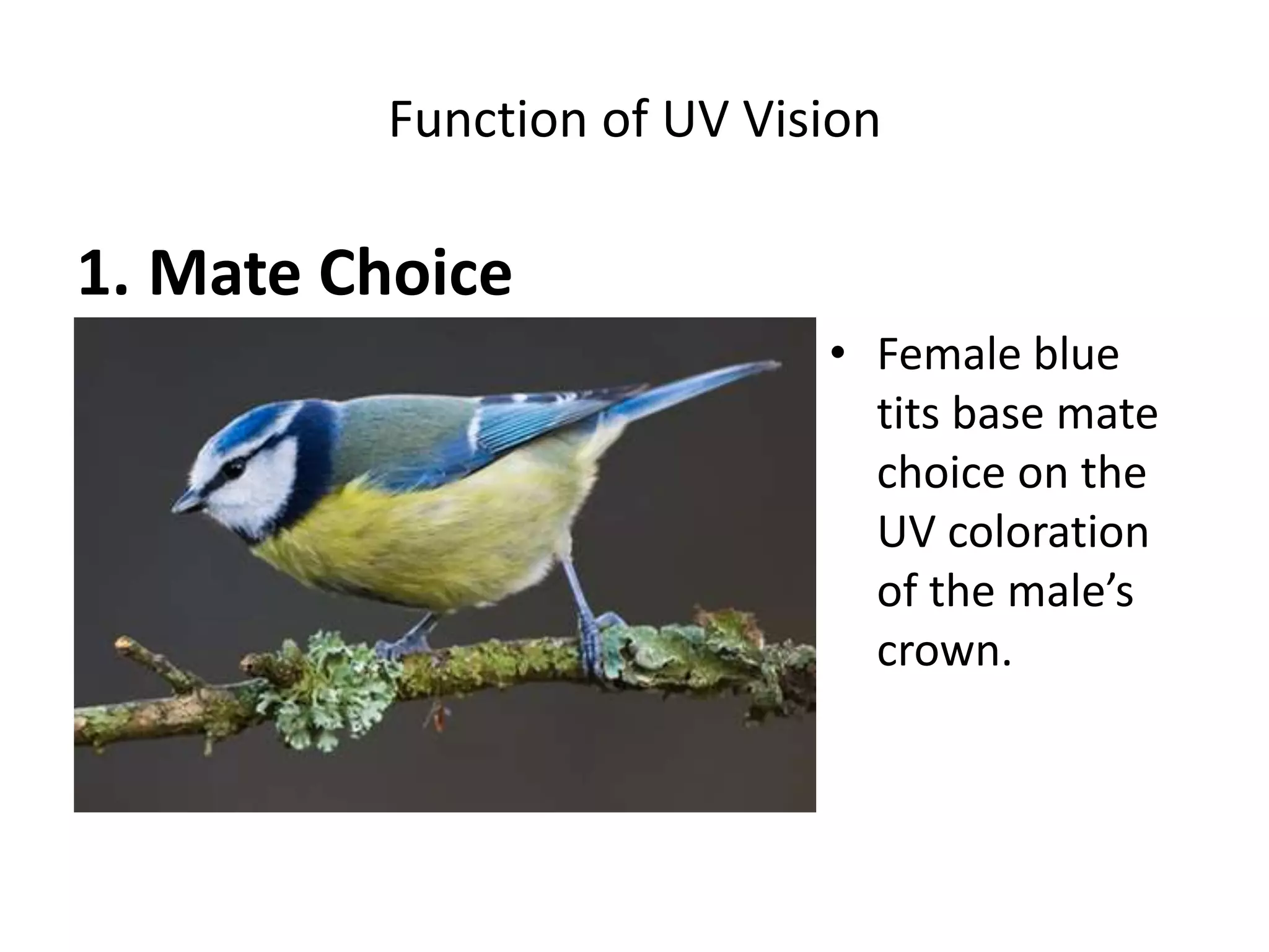 Evolution of Ultraviolet Vision in Birds | PPTX