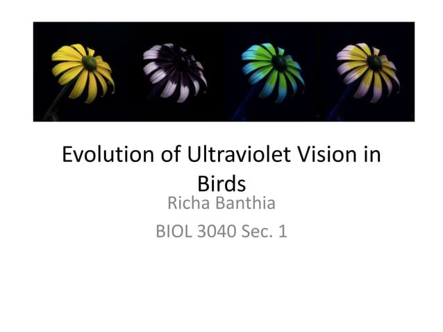 Evolution of Ultraviolet Vision in Birds | PPTX
