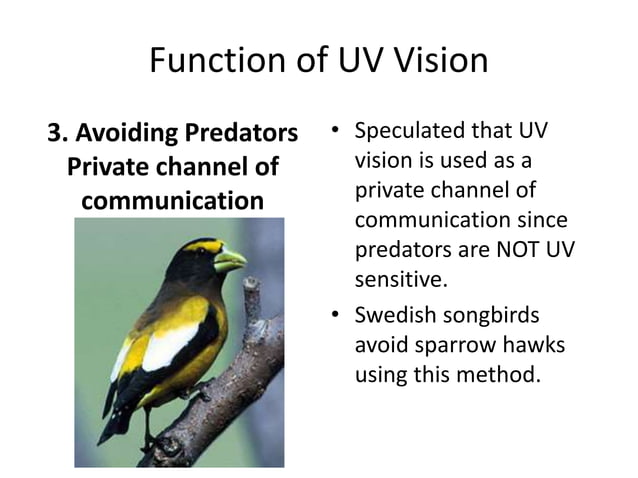 Evolution of Ultraviolet Vision in Birds | PPTX