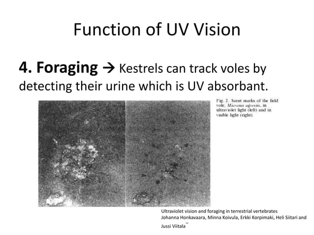 Evolution of Ultraviolet Vision in Birds | PPTX