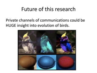 Evolution of Ultraviolet Vision in Birds | PPTX
