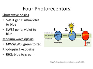Evolution of Ultraviolet Vision in Birds | PPTX