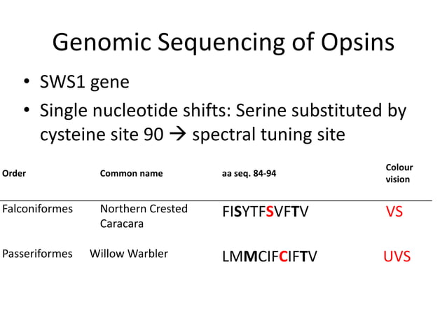Evolution of Ultraviolet Vision in Birds | PPTX