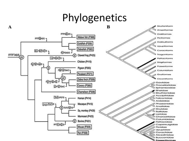 Evolution of Ultraviolet Vision in Birds | PPTX