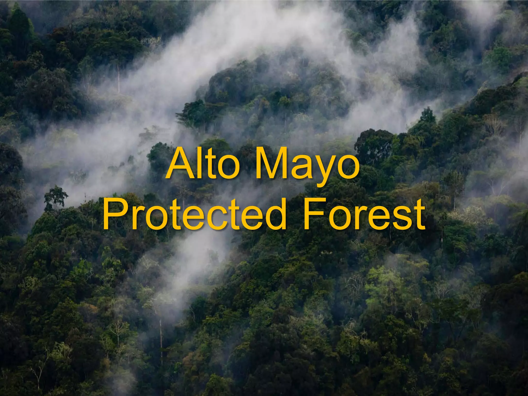 Alto Mayo Case Study: Conservation International Peru | PPT