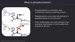 Circadian Rhythms in Phosphoproteomics | PPT