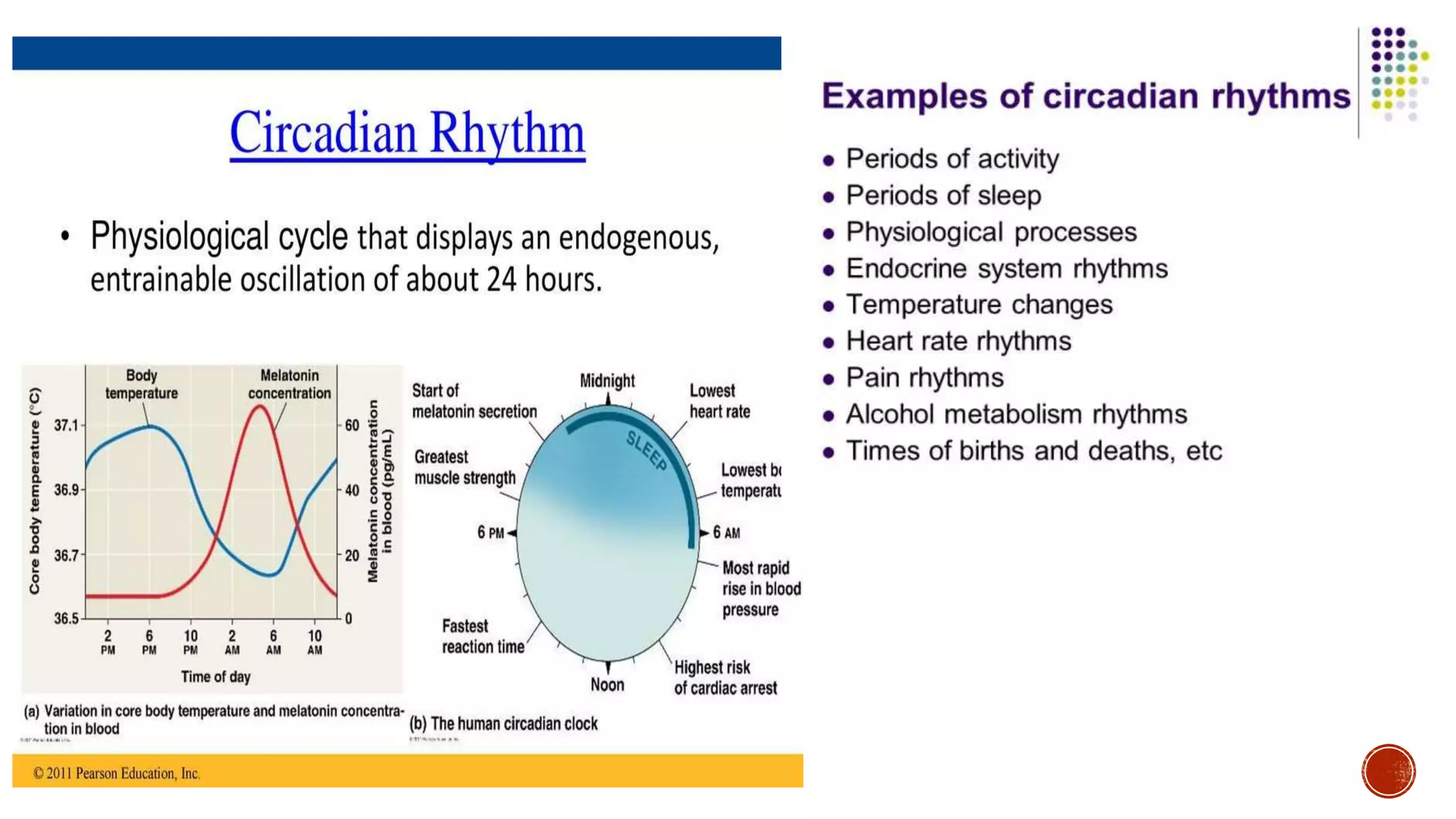 Circadian and Circannual Rhythms | PPTX