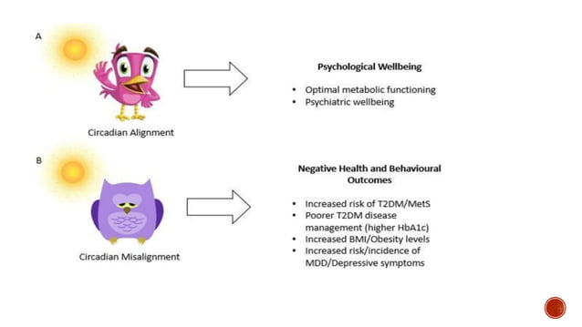 Circadian and Circannual Rhythms | PPTX