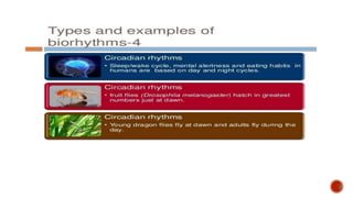 Circadian and Circannual Rhythms | PPTX