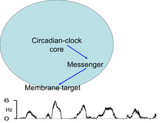 Circadian clock in mammals | PPT