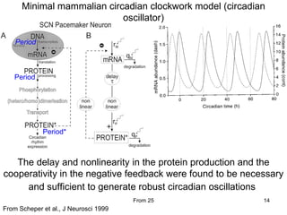 Circadian clock in mammals | PPT