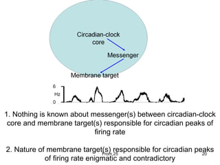 Circadian clock in mammals | PPT
