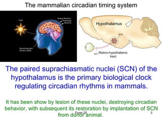 Circadian clock in mammals | PPT