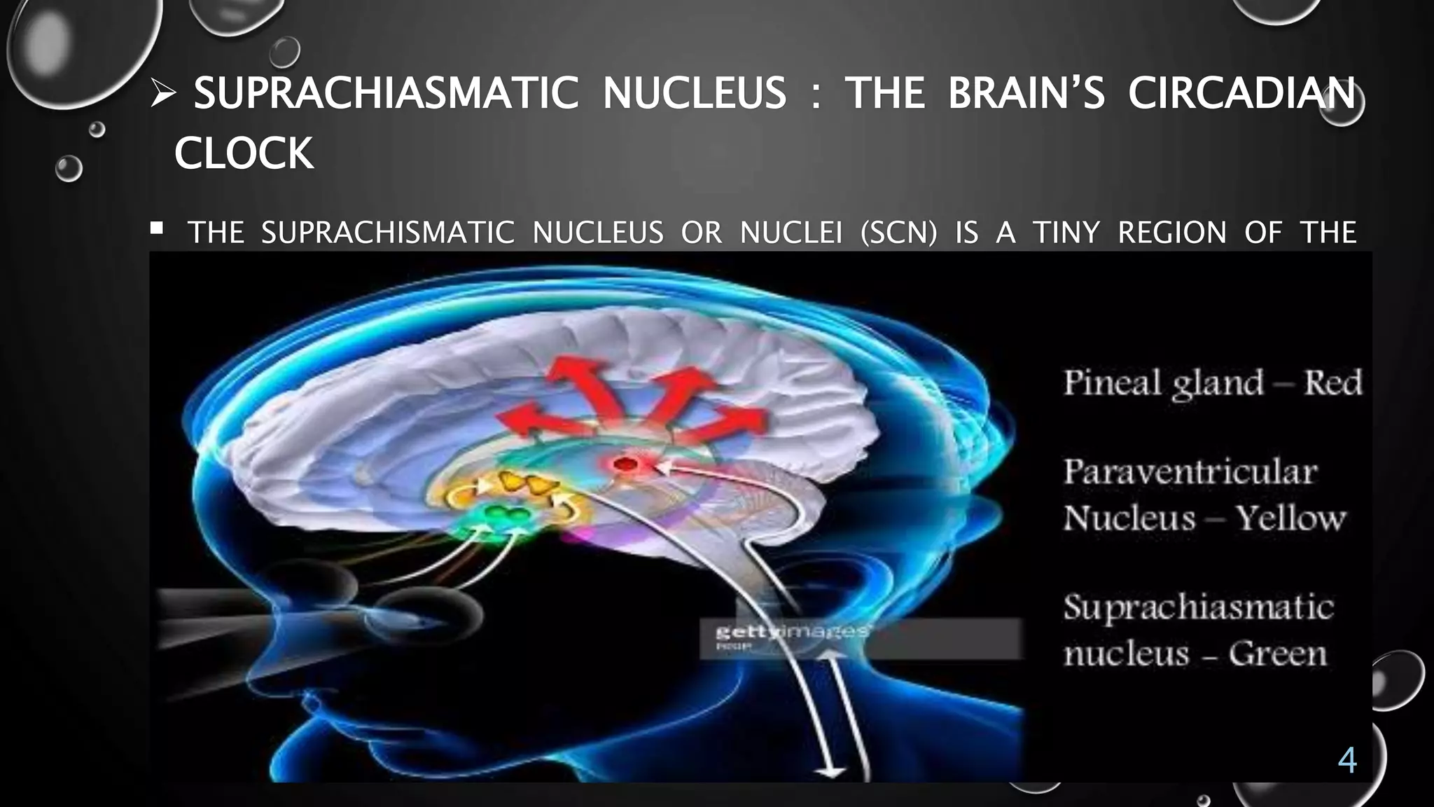 Molecular Mechanism of Circadian rhythm | PPTX