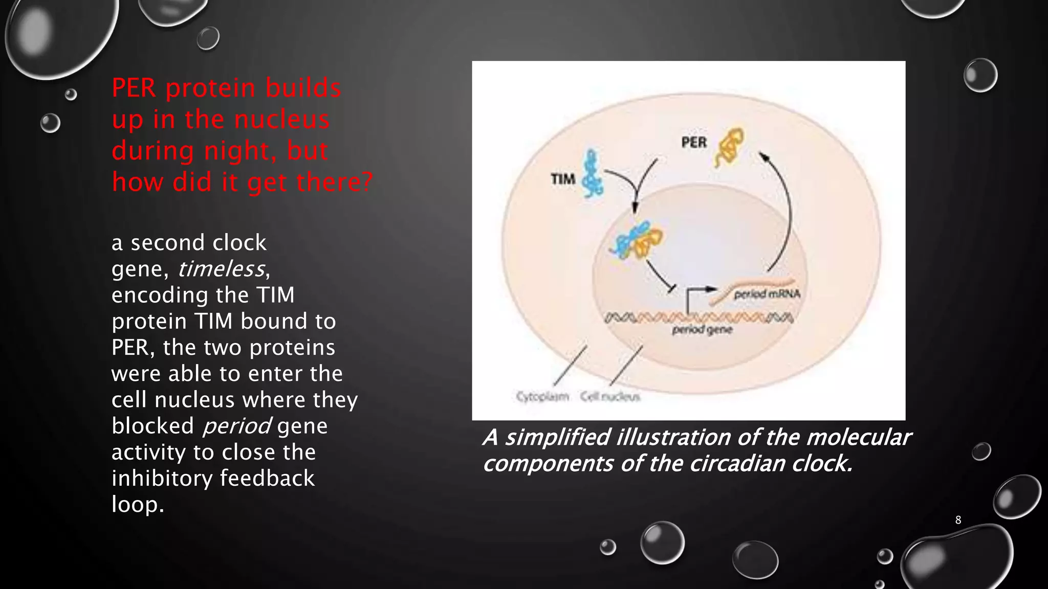 Molecular Mechanism of Circadian rhythm | PPTX