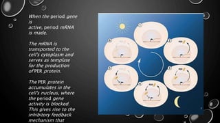 Molecular Mechanism of Circadian rhythm | PPTX
