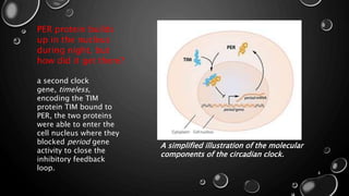 Molecular Mechanism of Circadian rhythm | PPTX