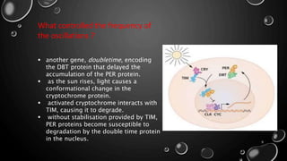 Molecular Mechanism of Circadian rhythm | PPTX