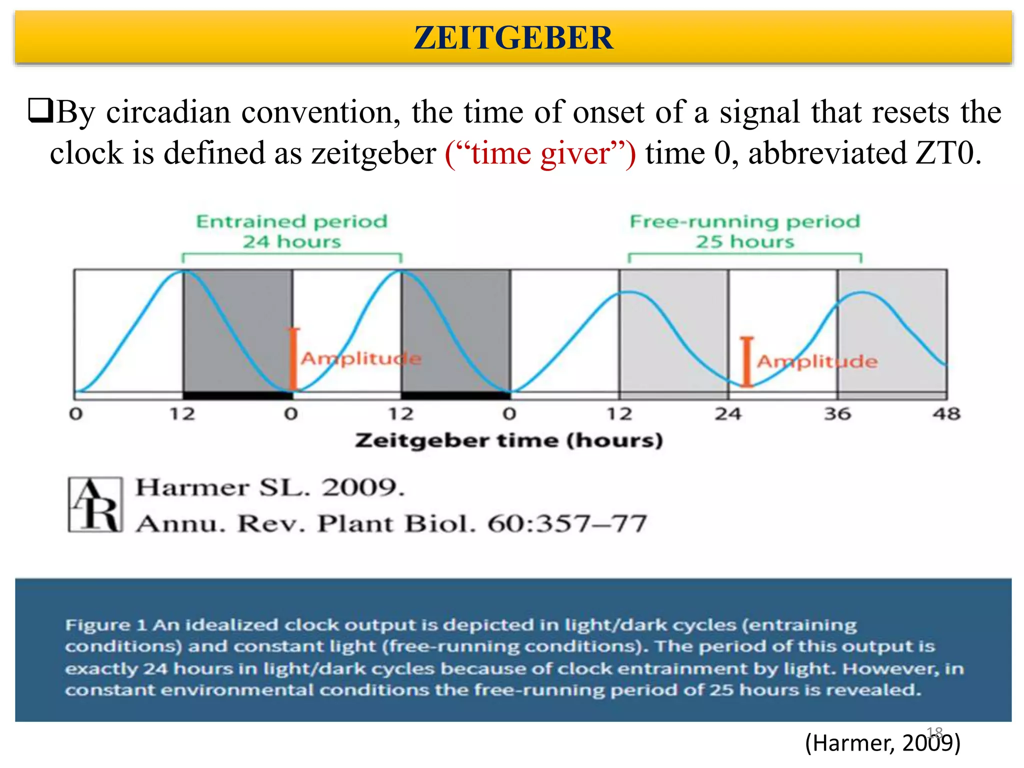 Circadian rhythm | PPTX