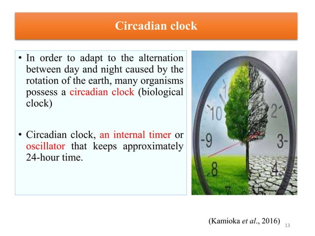 Circadian rhythm | PPTX