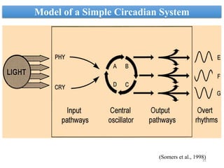 Circadian rhythm | PPTX