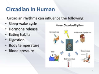 Circadian Rhythm.pptx