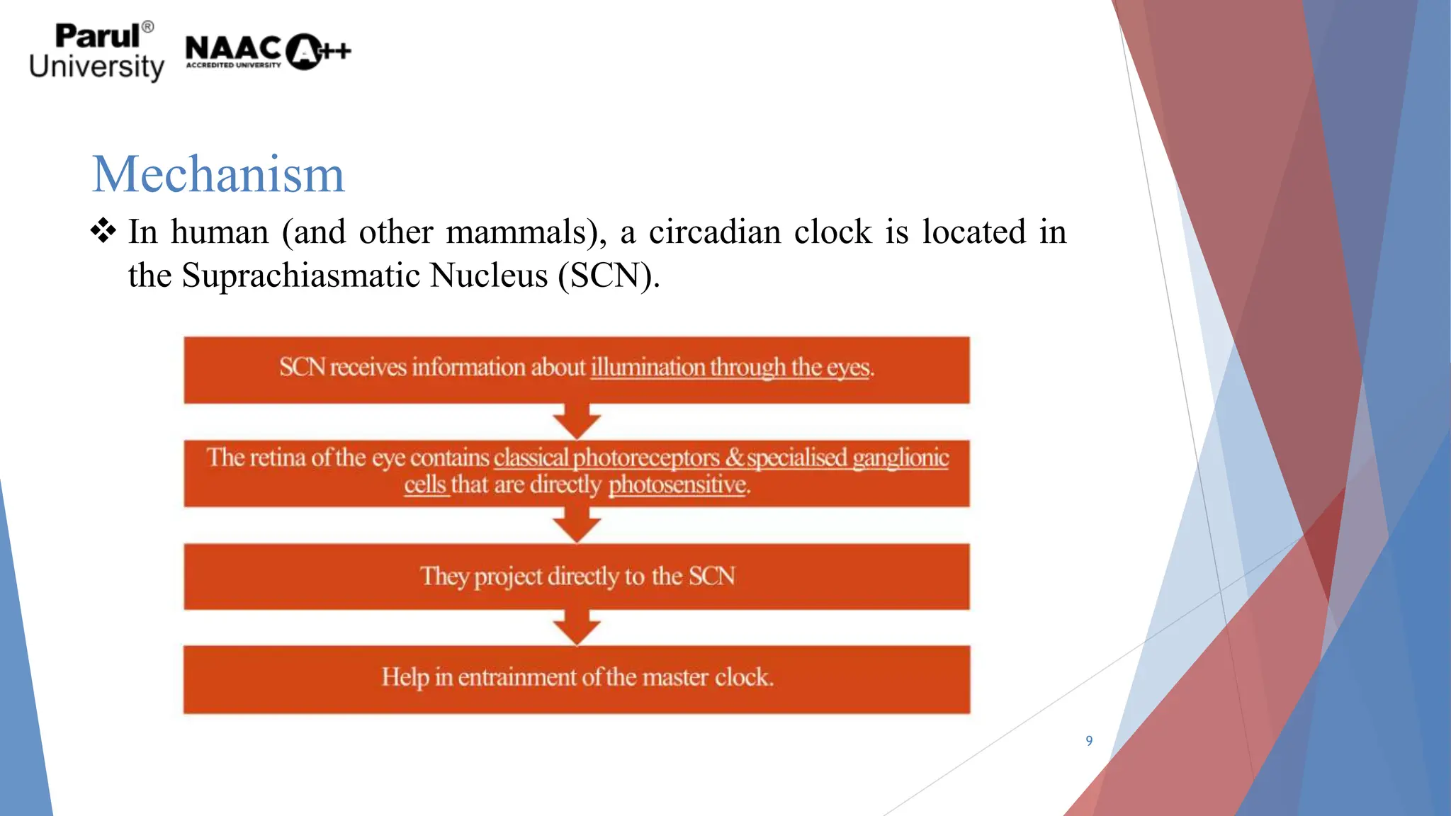 Circadian Rhythm: The Body's Internal Clock | PPTX