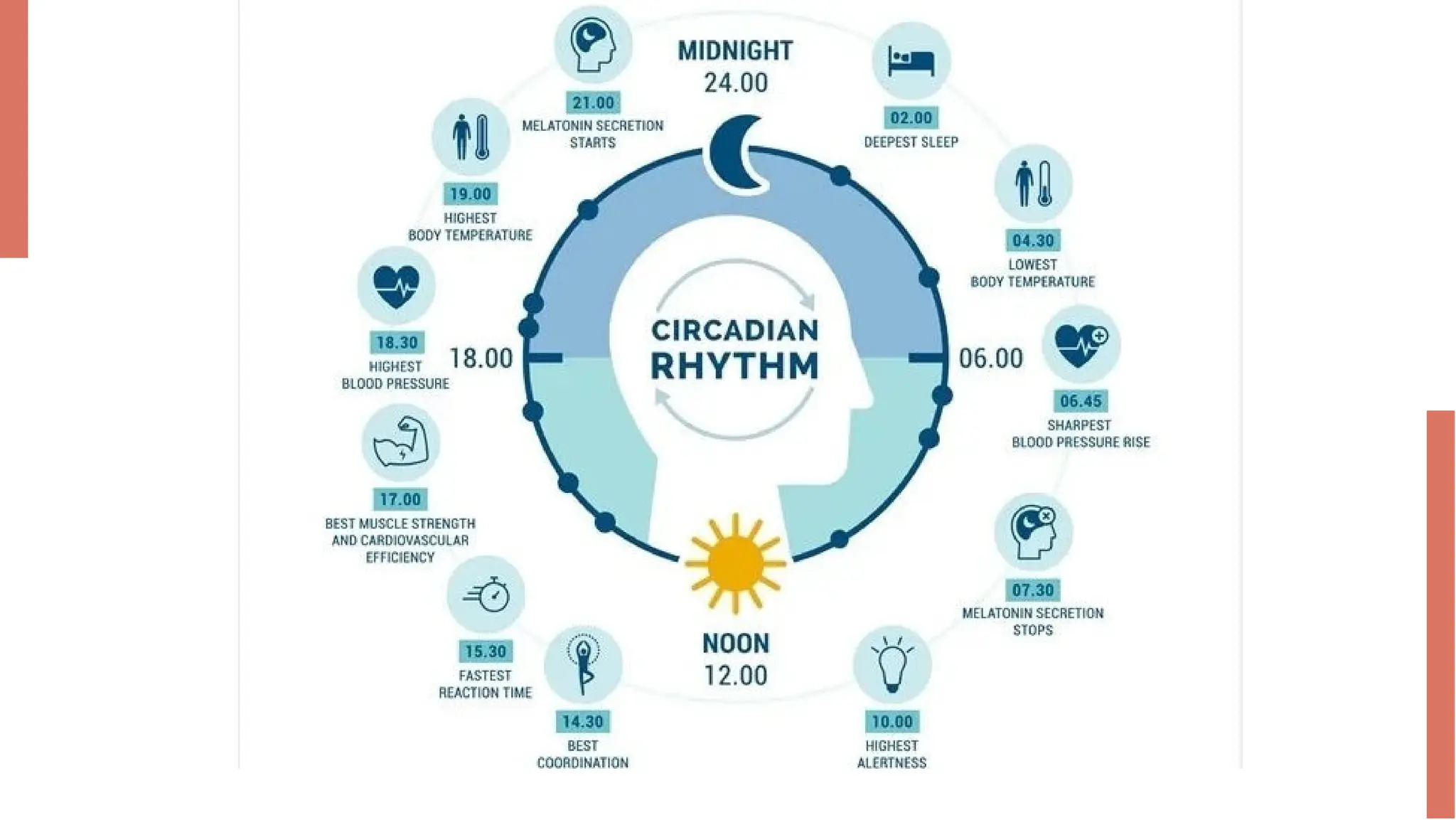 circadian rhythm.........,ppt... health care | PPTX | Endocrine and ...