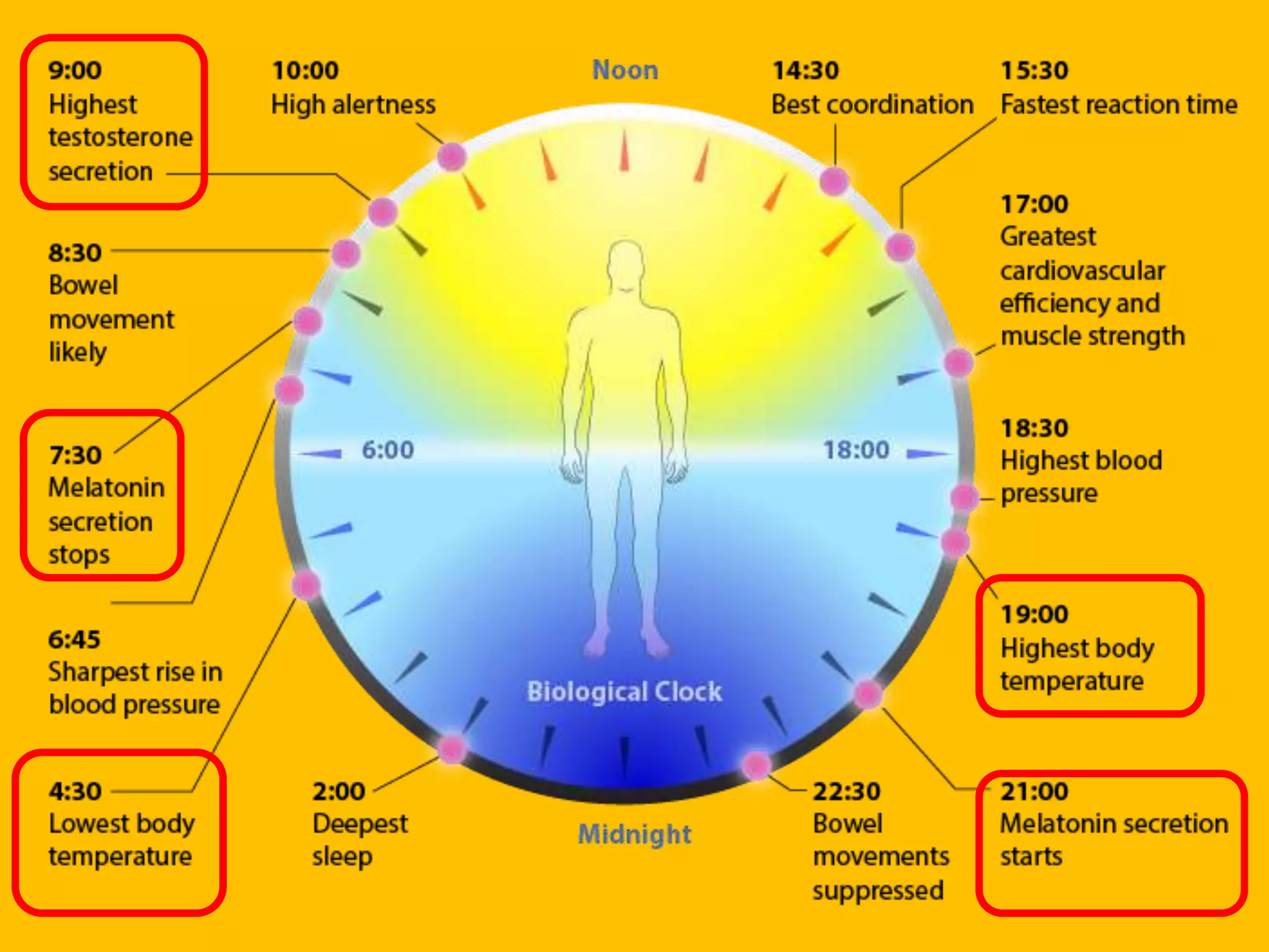 Circadian Rhythm Disorder: When the Brain's Clock Tells the Wrong Time ...