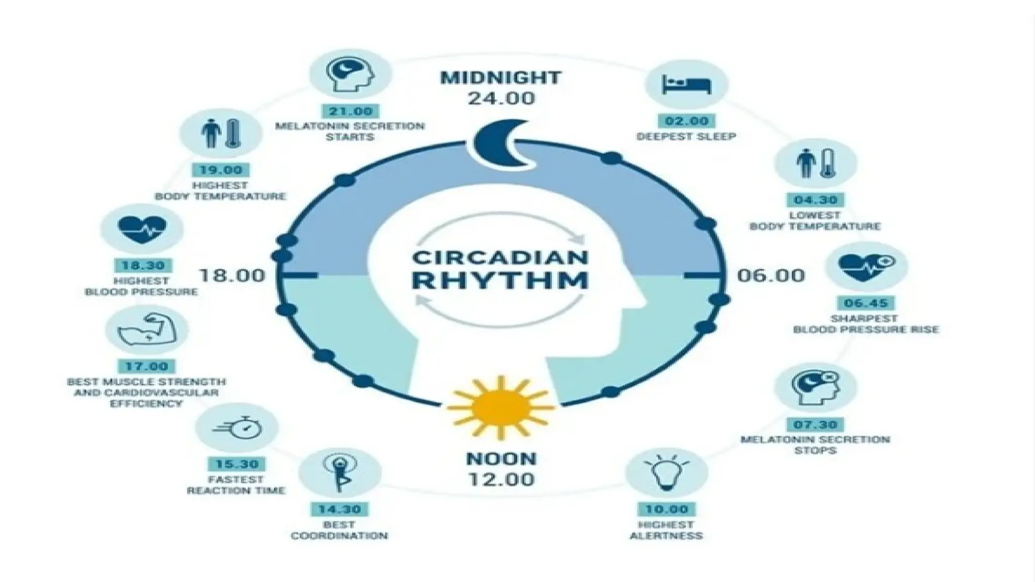 CIRCADIAN RHYTHM, SLEEP & GENETICS.pptx