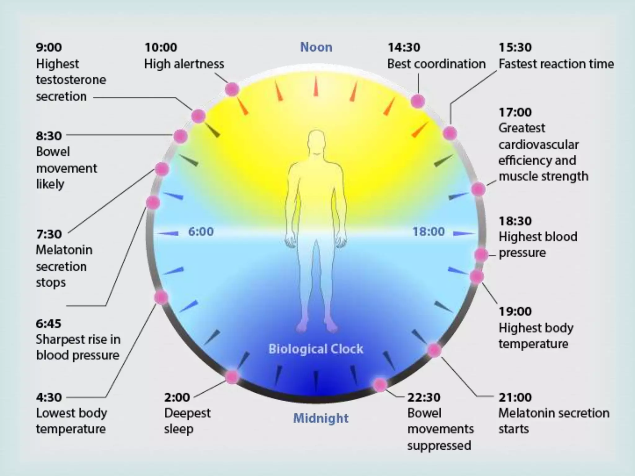 Circadian rhythms | PPTX