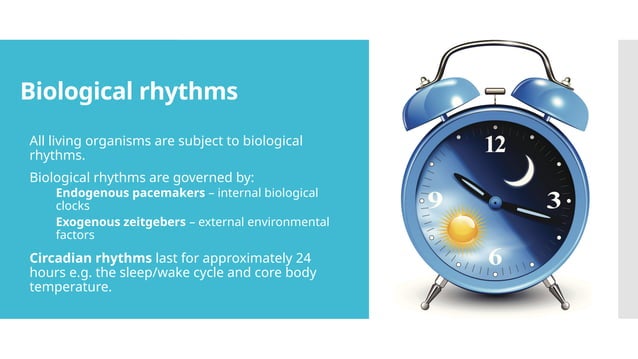 Circadian rhythms AQA A LEVEL PSYCHOLOGY BIOPSYCHOLOGY | PPTX | Sleep ...