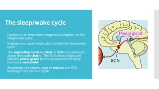Circadian rhythms AQA A LEVEL PSYCHOLOGY BIOPSYCHOLOGY | PPTX