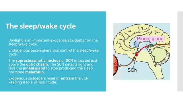 Circadian rhythms AQA A LEVEL PSYCHOLOGY BIOPSYCHOLOGY | PPTX | Sleep ...
