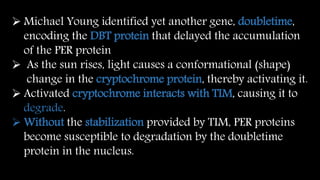 Circadian Rhythm & Its Molecular Mechanisms | PPTX