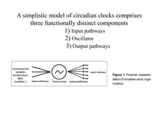Circadian Rhythm (BSc Zoology) | PPTX