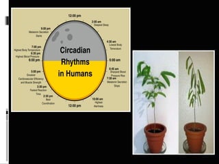 Circardium rhythm converted | PDF