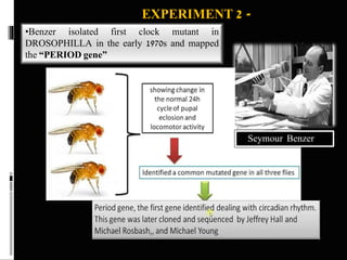 Circardium rhythm converted | PDF
