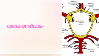 Circle Of Willis by Krishna Patel | PPTX